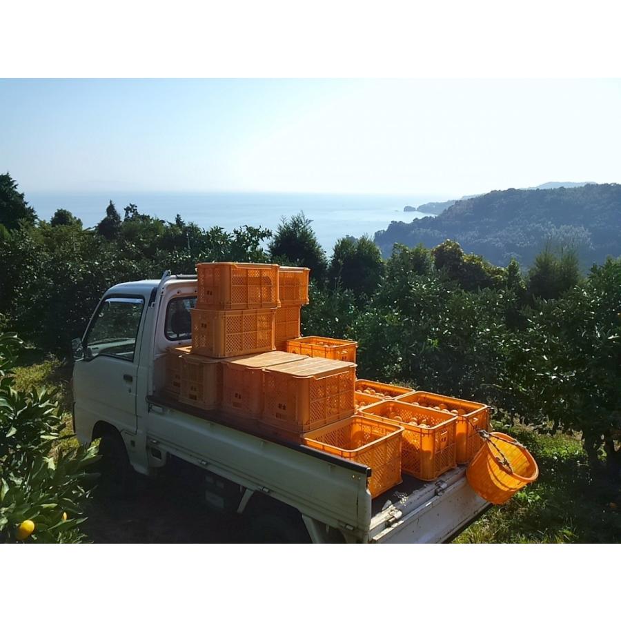 樹上で完熟 旬のみかん 完熟みかん5kg 2S~Lミックス みかん園からお届け : 早津みかん園 Yahoo!店 - 通販 - Yahoo!ショッピング