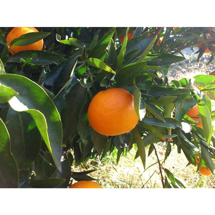 クレメンティン5kg 2S〜Mミックス : ne09px9pxh : 早津みかん園 Yahoo!店 - 通販 - Yahoo!ショッピング