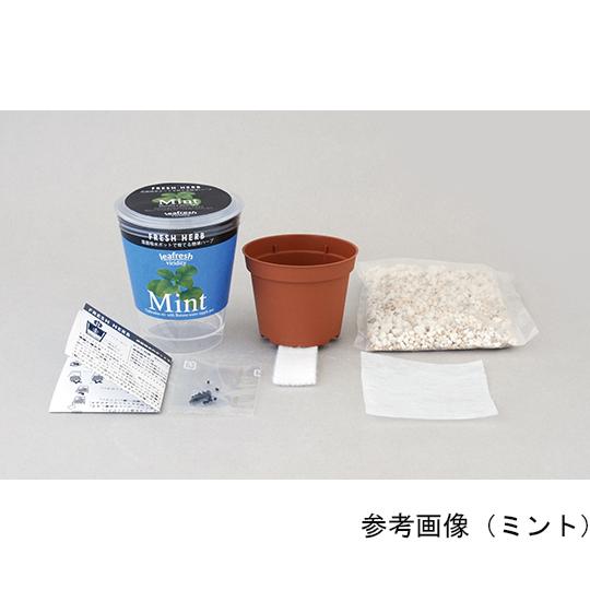 聖新陶芸 フレッシュ ハーブ イタリアンパセリ GD-36302 (64-8282-09) :64-8282-09:A1 ショップ 休業日土日・祝日 - 通販 - Yahoo!ショッピング