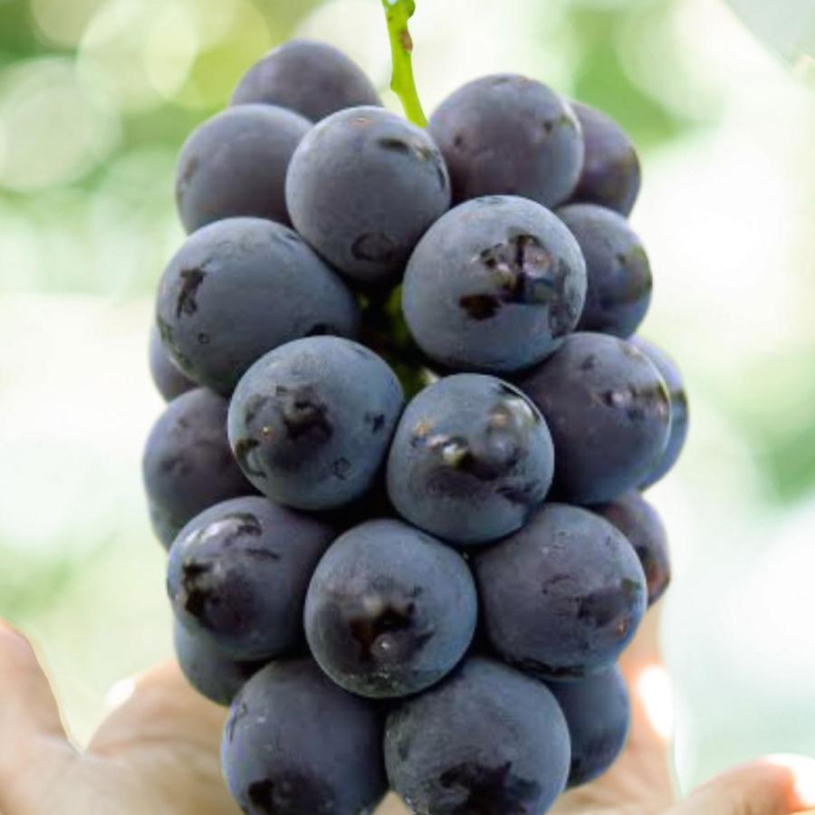 冷凍ブドウ ナガノパープル 500g×16パック 計8kg POPLAB 冷凍 ぶどう 葡萄 果物 フルーツ 長野県産 国産 お取り寄せ グルメ スイーツ デザート まとめ買い 大量 ...