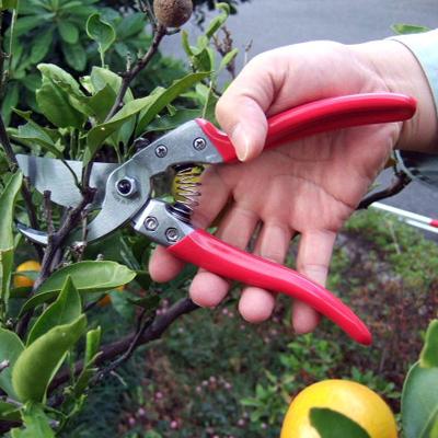 アルス VS-9Z 剪定鋏 ブイエスナイン 剪定はさみ 果樹 庭木 うめ みかん ぶどう りんご 園芸 造園 農家 果樹園 プロ まとめ買い大歓迎 : アグリズ Yahoo!ショッピング店 ...
