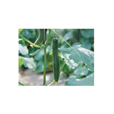 ダイオ化成 きゅうりネット 24cm目 白緑 1.8×36m 農業資材 園芸用品 家庭菜園 つるものネット ガーデニング :dio ...