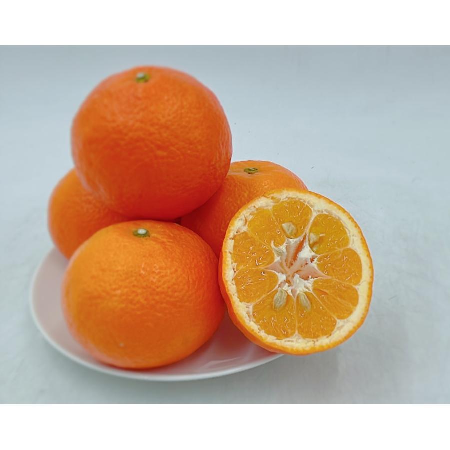 赤秀 2Lサイズ ごご島伊予柑 愛媛県産（JA松山市） 秀品 約10kg 送料無料 : a0205 : 愛ランド フルーツ ヤフー店 - 通販 - Yahoo!ショッピング