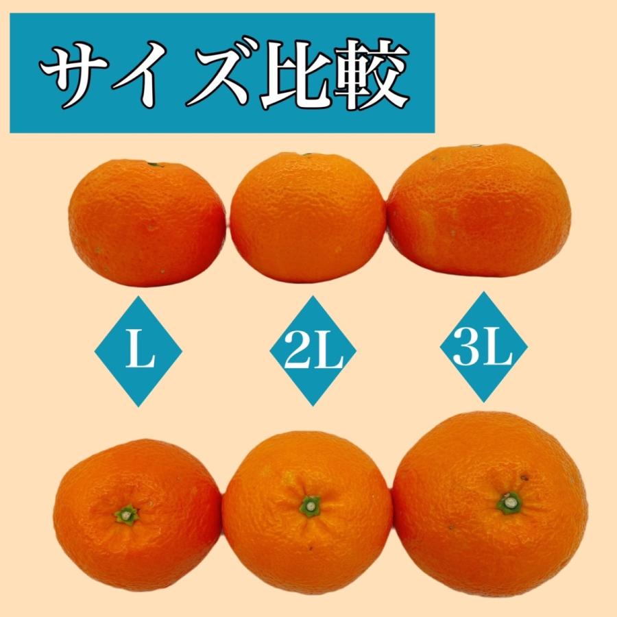 赤秀 2Lサイズ ごご島伊予柑 愛媛県産（JA松山市） 秀品 約10kg 送料無料 : a0205 : 愛ランド フルーツ ヤフー店 - 通販 - Yahoo!ショッピング