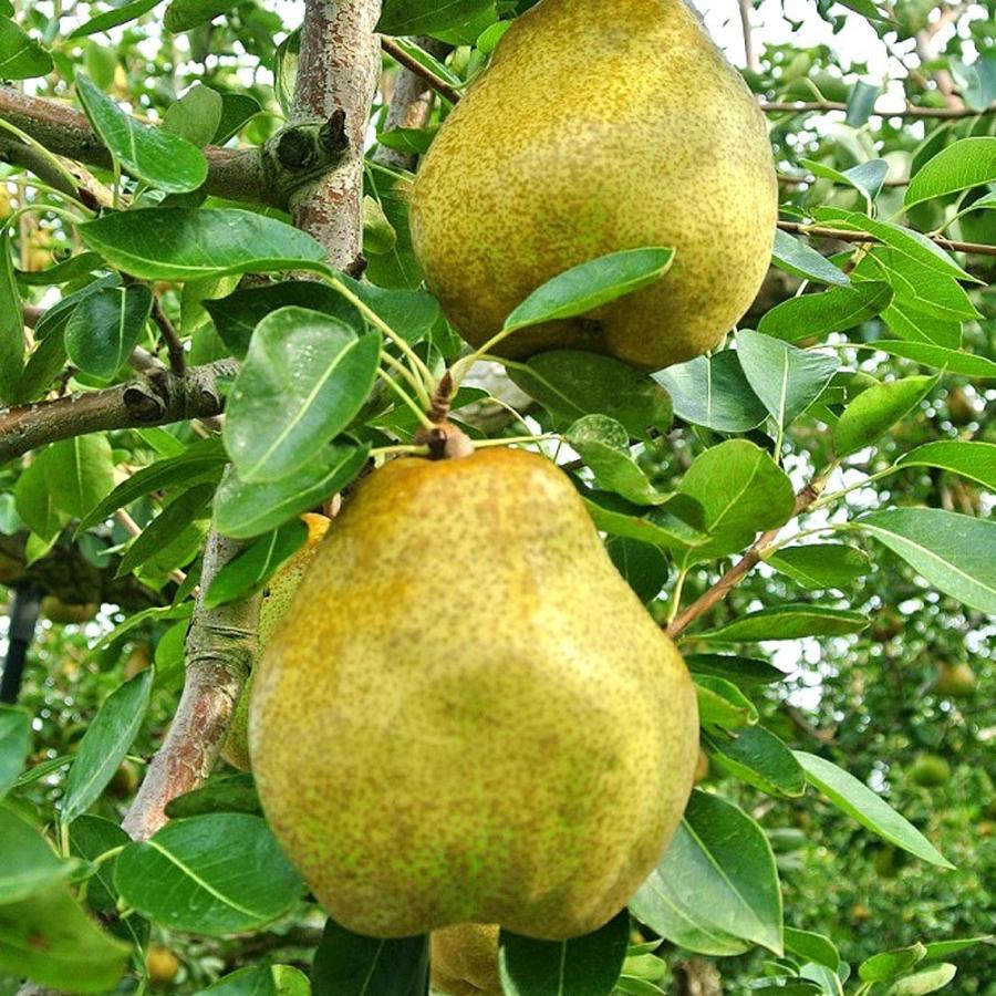 Main - 2021新入荷 お歳暮 ギフト 桐箱入り 棚作り 秀品 ラフランス 山形県産 果物 大玉 6Lサイズ 川口果樹園 くだもの ...