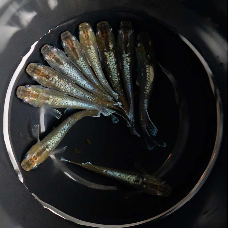 メダカ レッドクリフ ダークタイプ 成魚 産卵サイズ 2ペア+保証1匹 泳ぐ宝石 超極上 交配 固定率 水槽 お手入れ 厳選種 アクアリウム 隔離 安心 安全 飼育 稚魚 : AiO - 通販 ...