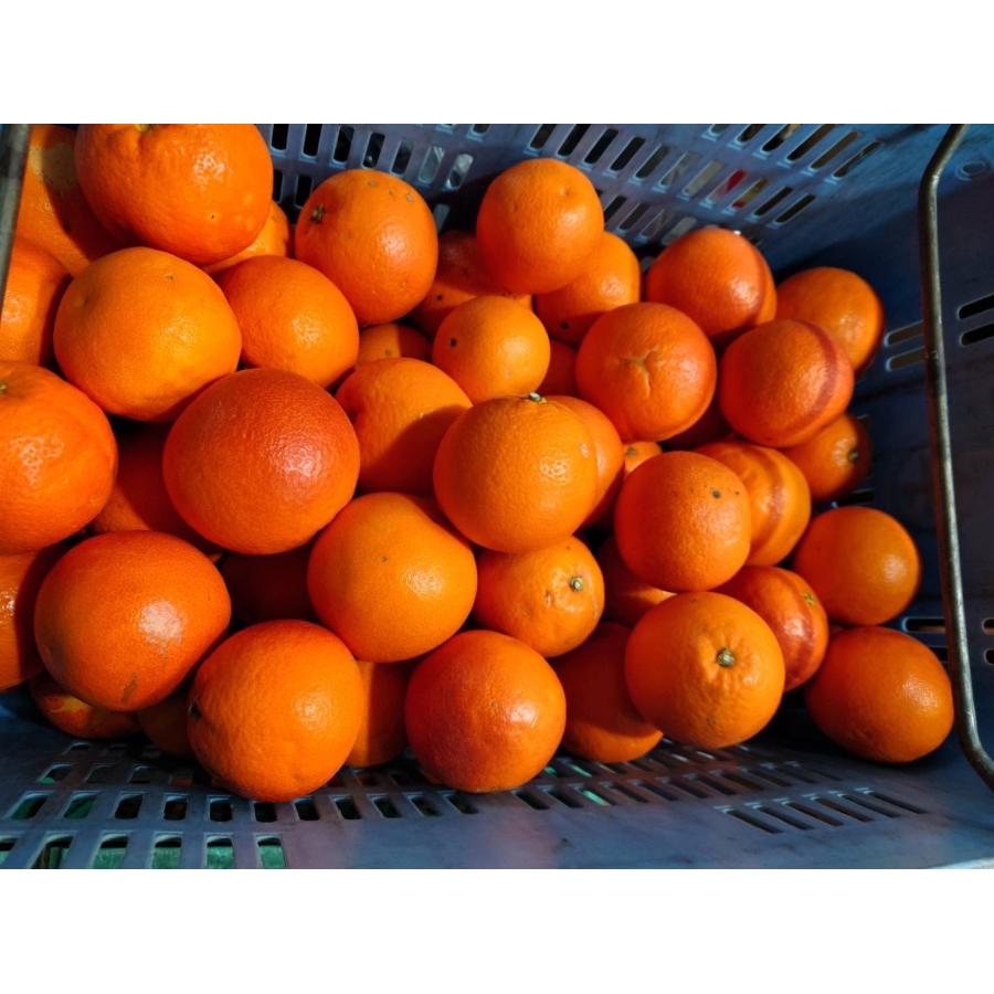 ブラッドオレンジ お家用 S〜3L 4kg : 四国の掘り出し物Yahoo!ショップ - 通販 - Yahoo!ショッピング