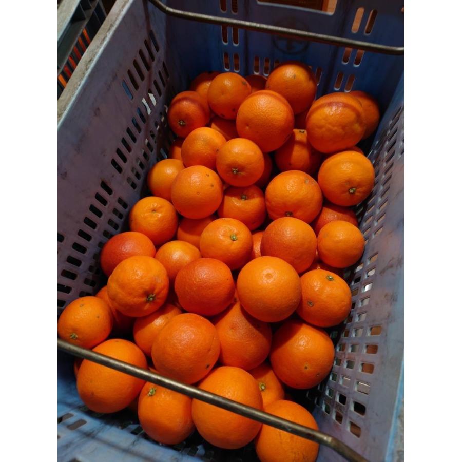 ブラッドオレンジ お家用 S〜3L 4kg : 四国の掘り出し物Yahoo!ショップ - 通販 - Yahoo!ショッピング