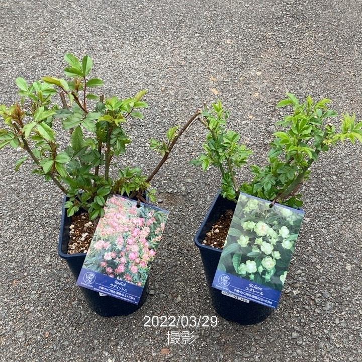 バラ大苗 エクレール 5号 コマツガーデン｜花木04-PA : 赤塚植物園ヤフー店 - 通販 - Yahoo!ショッピング