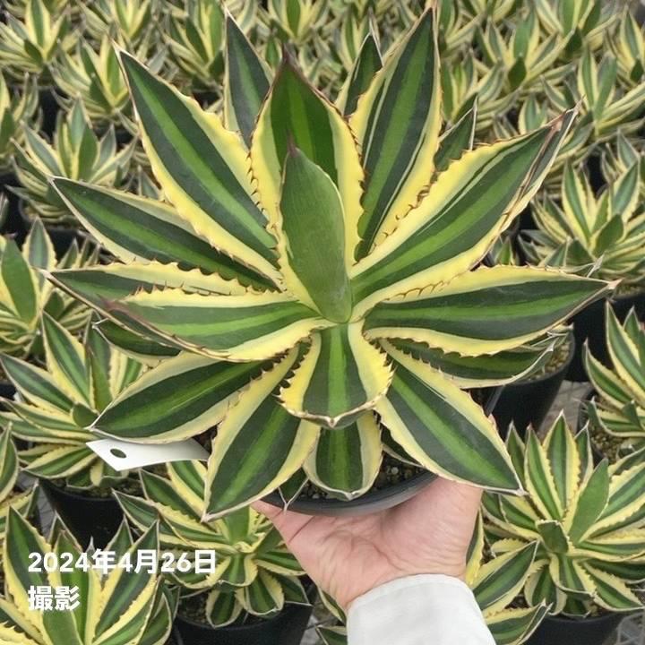 アガベ 5号 五色万代（黄斑）｜観葉01-D1 : 赤塚植物園ヤフー店 - 通販 - Yahoo!ショッピング
