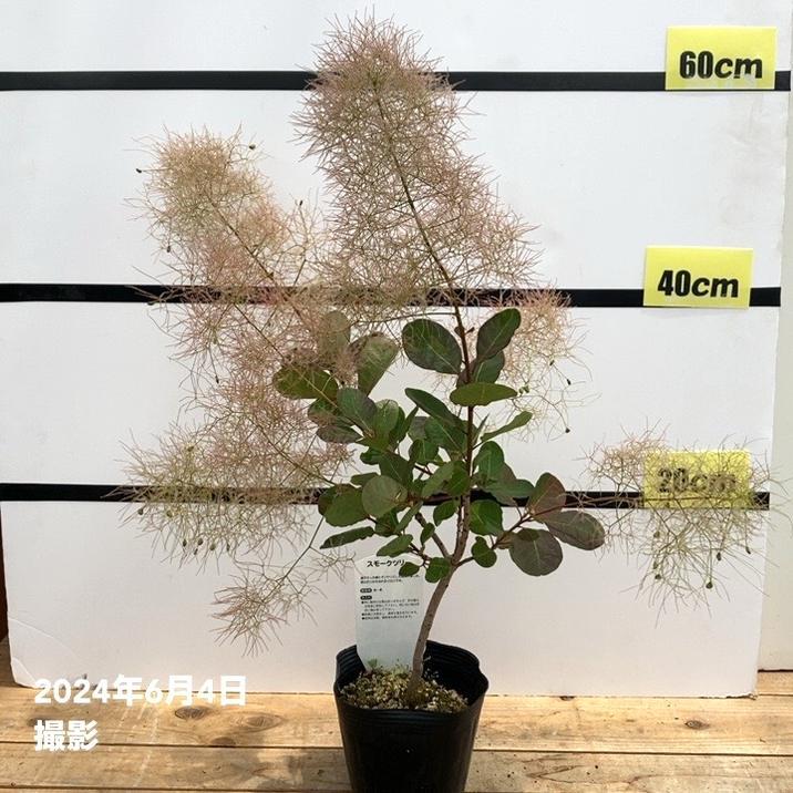 スモークツリー ピンクボール 4.5号｜花木10-TU : 赤塚植物園ヤフー店 - 通販 - Yahoo!ショッピング