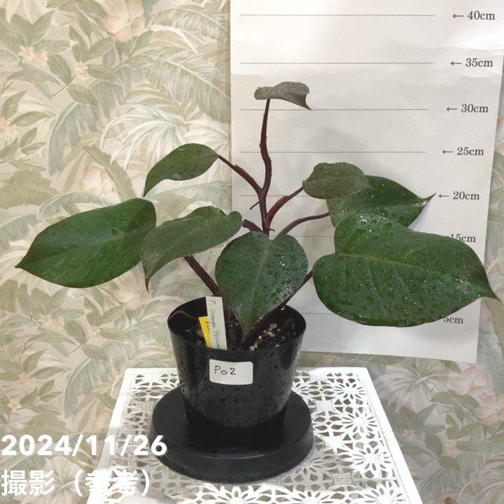 【現品お届け】フィロデンドロン オレンジプリンセス 4.5号（Po2）｜観葉04-PA : 赤塚植物園ヤフー店 - 通販 - Yahoo!ショッピング