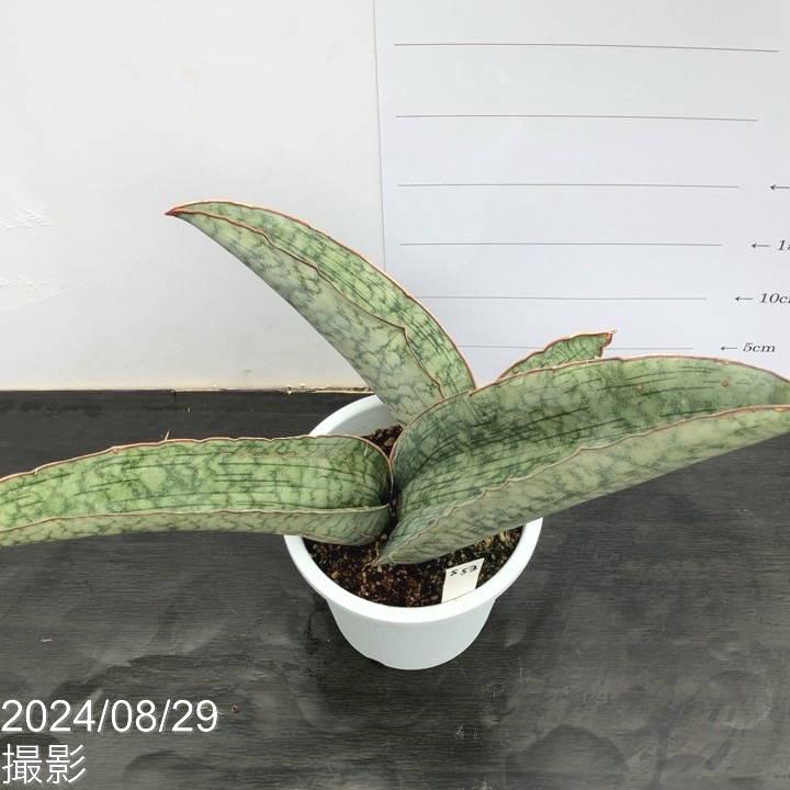 【現品お届け】サンスベリア 5号 シルバーブルー 白プラ鉢仕様（S53）｜観葉02-D2 : n10006621 : 赤塚植物園ヤフー店 - 通販 - Yahoo!ショッピング