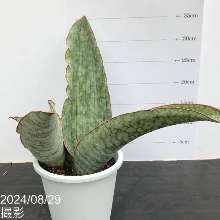 【現品お届け】サンスベリア 5号 シルバーブルー 白プラ鉢仕様（S53）｜観葉02-D2 : n10006621 : 赤塚植物園ヤフー店 - 通販 - Yahoo!ショッピング