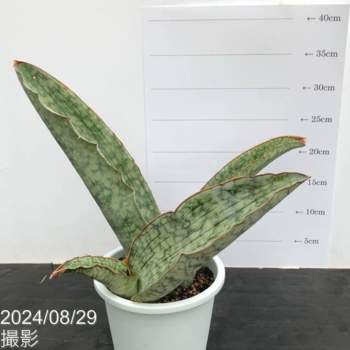 【現品お届け】サンスベリア 5号 シルバーブルー 白プラ鉢仕様 S53｜観葉02-D2 : n10006621 : 赤塚植物園ヤフー店 - 通販 - Yahoo!ショッピング