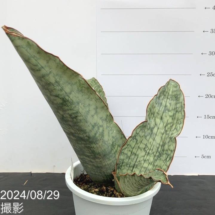 【現品お届け】サンスベリア 5号 シルバーブルー 白プラ鉢仕様（S53）｜観葉02-D2 : n10006621 : 赤塚植物園ヤフー店 - 通販 - Yahoo!ショッピング