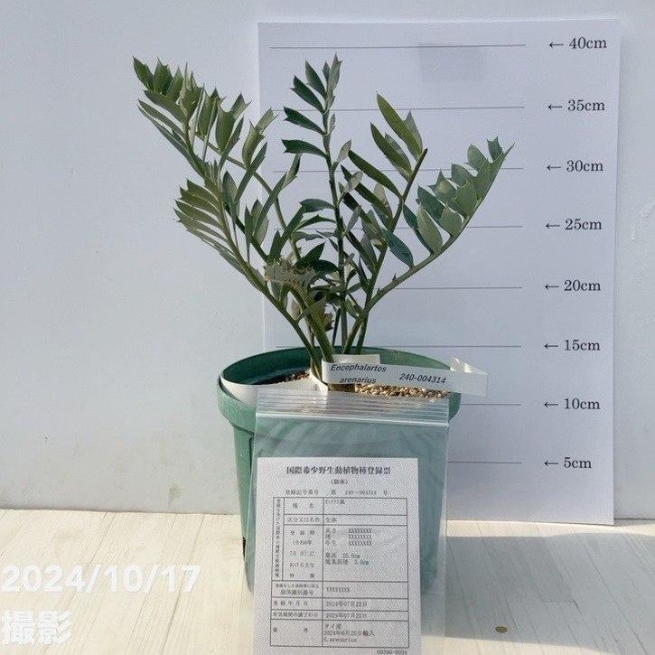 【激レア！現品お届け】エンセファラルトス アレナリウス（Enephalartos arenarius true blue Seedling ...
