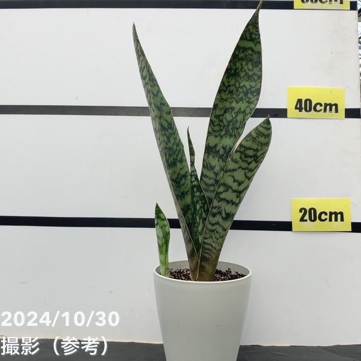 【現品お届け】サンスベリア 5号 アブリティアナ 白プラ鉢仕様（子株付き）（S100）｜観葉02-D2 : n10007100 : 赤塚植物園 ...