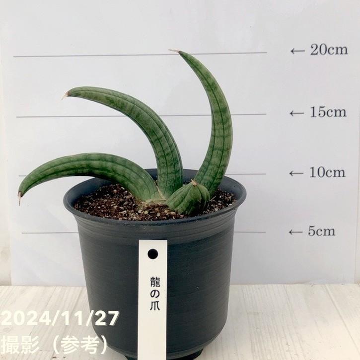 【現品お届け】サンスベリア 4号 龍の爪（Dragon nail）黒プラ鉢（S136）｜観葉02-D2 : 赤塚植物園ヤフー店 - 通販 - Yahoo!ショッピング