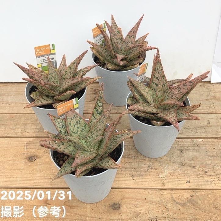 アロエ hyb 4号｜観葉10-TU : n10007534 : 赤塚植物園ヤフー店 - 通販 - Yahoo!ショッピング