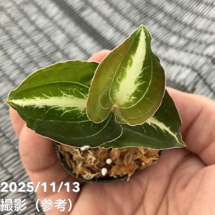 ジュエルオーキッド 1号 Anoectochilus cf.lylei｜洋蘭01-D1 : 赤塚植物園ヤフー店 - 通販 - Yahoo!ショッピング