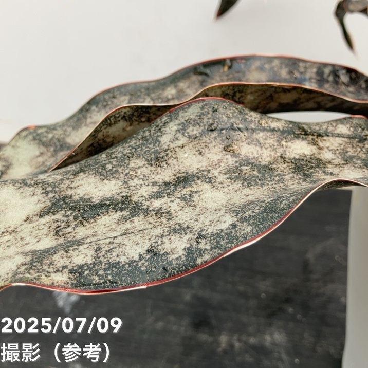 【現品お届け】サンスベリア 6号 コパトーン（S163）｜観葉02-D2 : 赤塚植物園ヤフー店 - 通販 - Yahoo!ショッピング