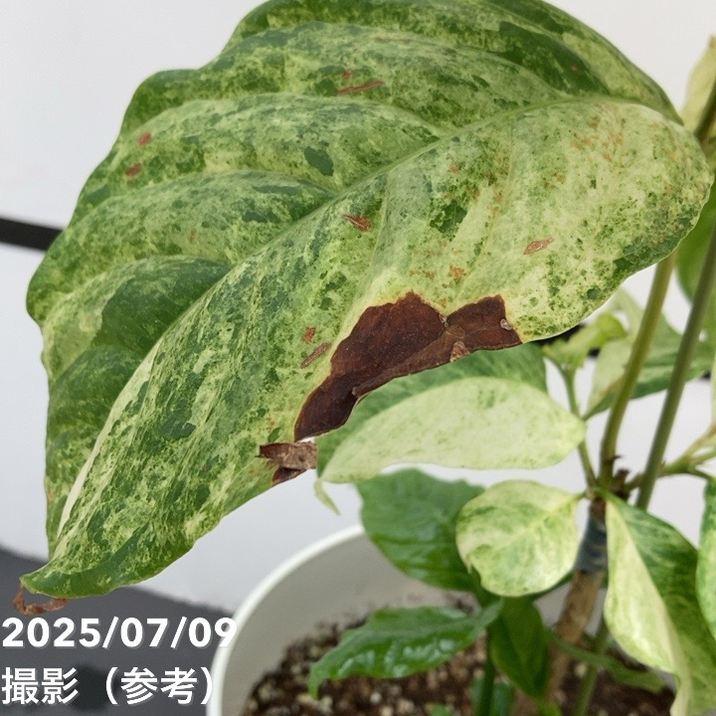 【決算！ポイント5倍！7/31まで】【激レア！現品お届け】コーヒーの木 アラビカ 6号 斑入り 接木苗 白プラ鉢（S171）｜観葉02-D2 : 赤塚植物園ヤフー店 - 通販 - Yahoo ...