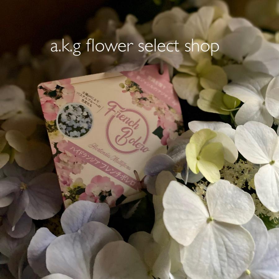 ハイドランジア フレンチボレロ 8号 紫陽花 アジサイ :ajirai84:a.k.g - 通販 - Yahoo!ショッピング