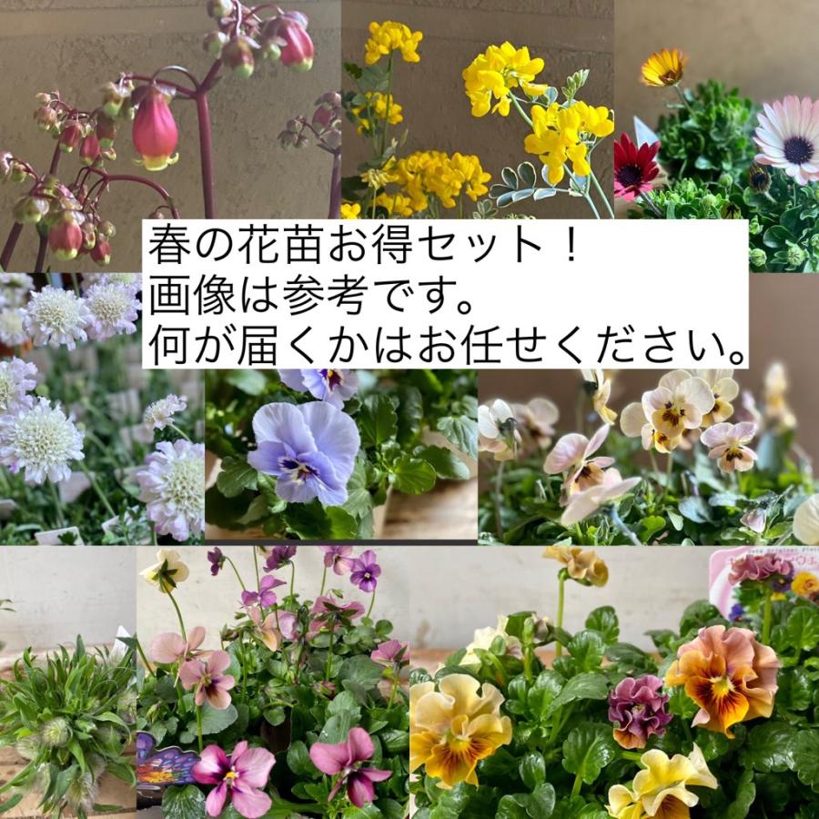 春の花苗ハッピーセット！送料無料 : a.k.g - 通販 - Yahoo!ショッピング