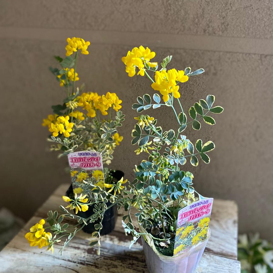 コロニラ・バレンティナ バリエガータ : a.k.g - 通販 - Yahoo!ショッピング