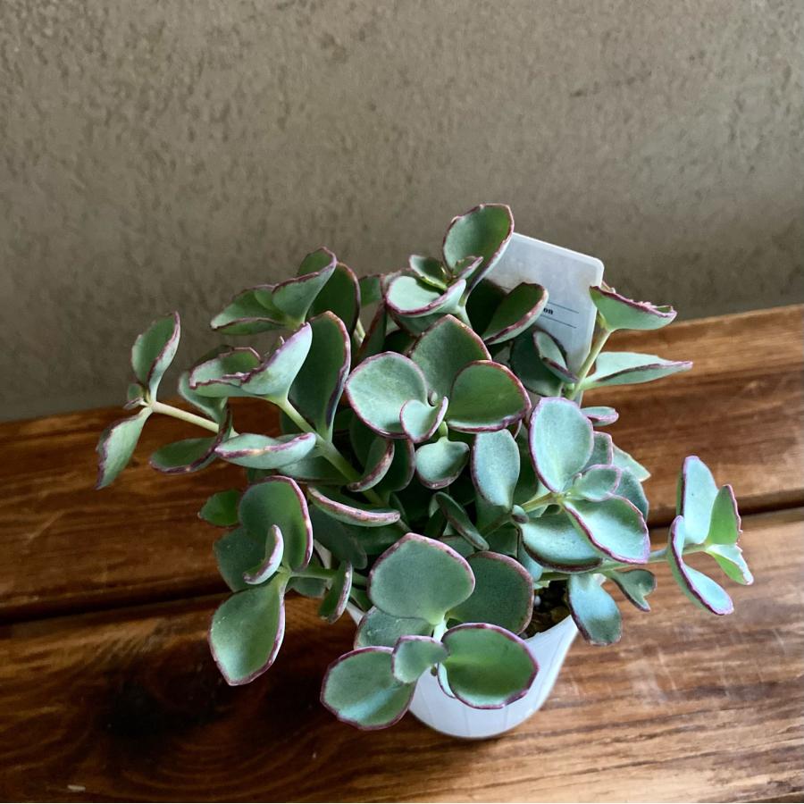 ミセバヤ : a.k.g - 通販 - Yahoo!ショッピング