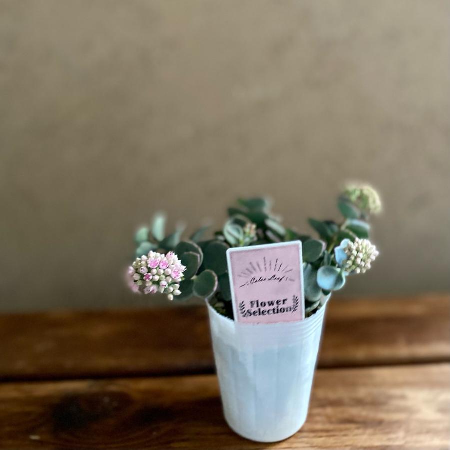 ミセバヤ : a.k.g - 通販 - Yahoo!ショッピング