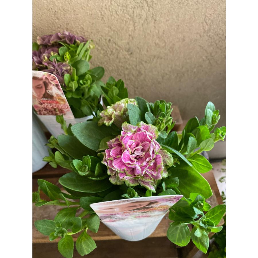 花日和さんのペチュニア 八重咲き栄養系ペチュニア ベルチャーム : a.k.g - 通販 - Yahoo!ショッピング