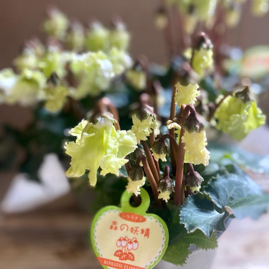 ミニシクラメン 森の妖精 3号 : a.k.g - 通販 - Yahoo!ショッピング