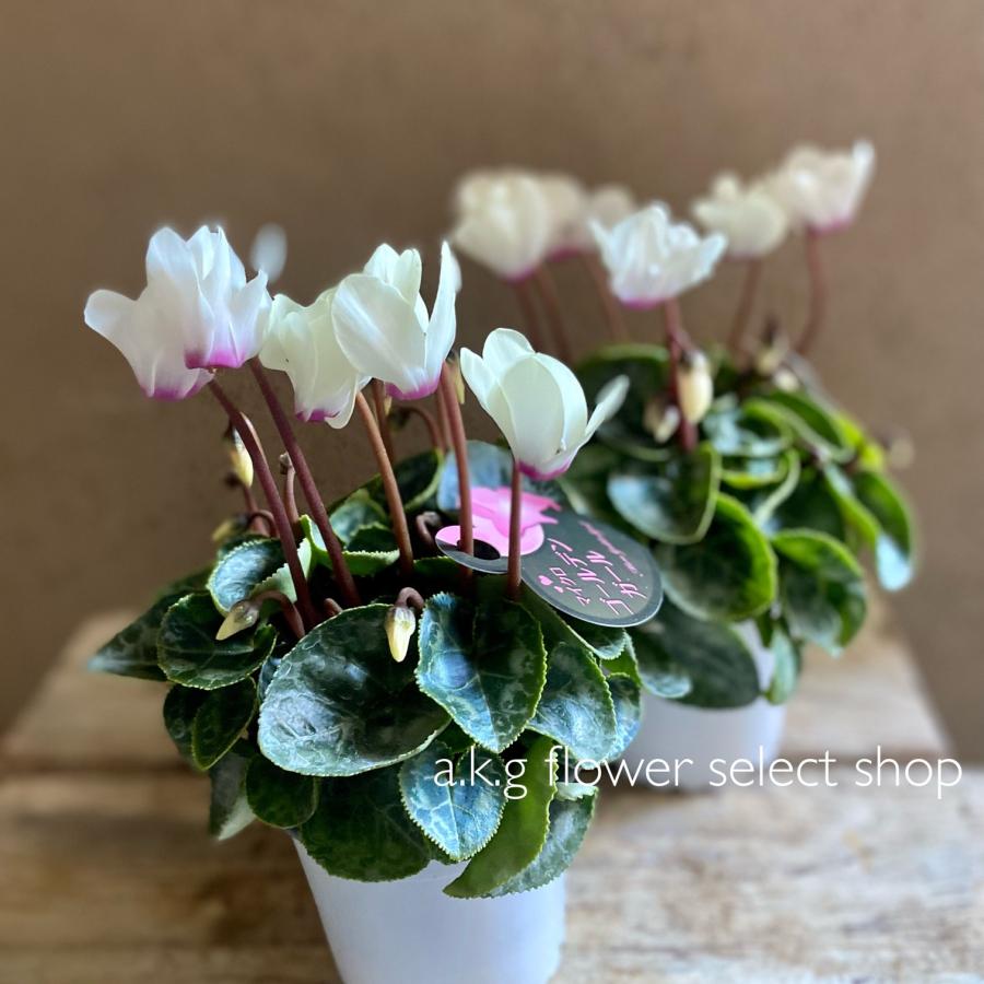 シクラメンマイクロゴールデンガール3号 : a.k.g - 通販 - Yahoo!ショッピング