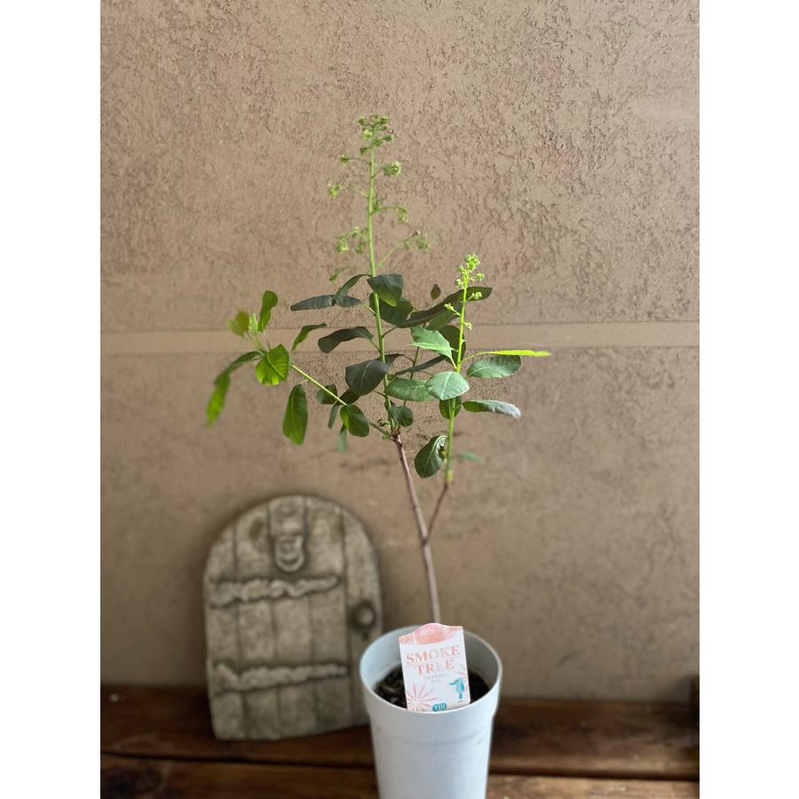 花終わり スモークツリー クイン けむりの木 : a.k.g - 通販 - Yahoo!ショッピング