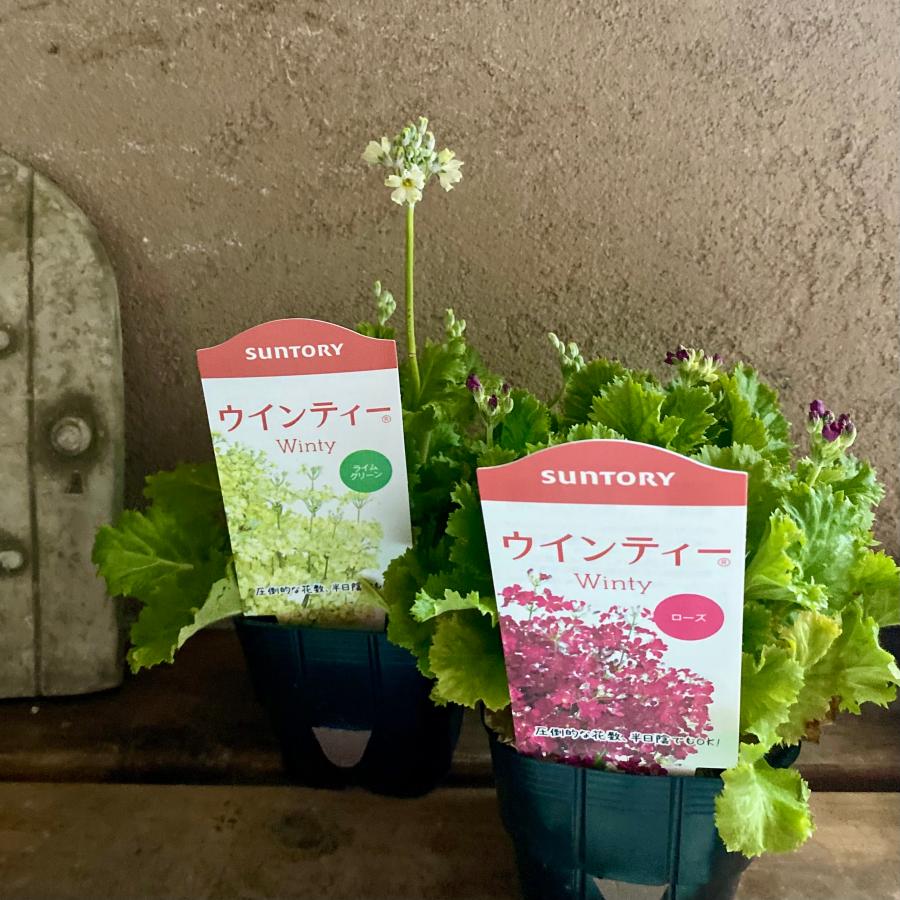 サクラソウ ウィンティー : wint01 : a.k.g - 通販 - Yahoo!ショッピング