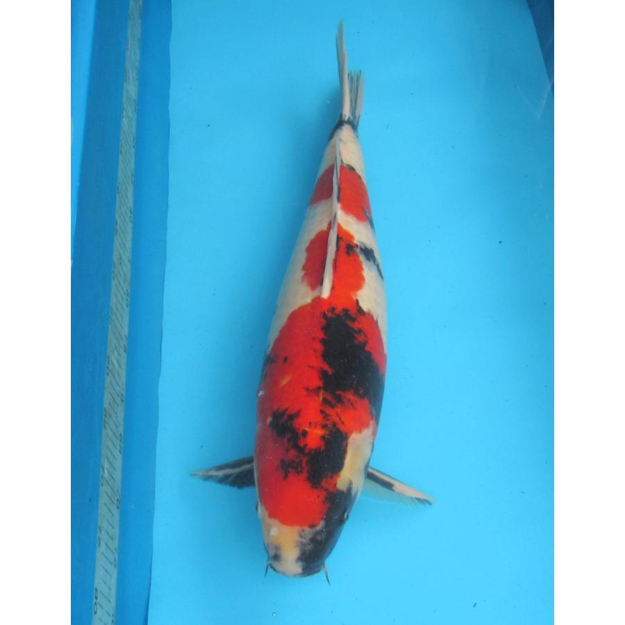 錦鯉 No03 ドイツ銀松葉黄金 令和5年産 41cm 錦鯉 : アキカン 錦鯉 No03 ドイツ銀松葉黄金 令和5年産 41cm 錦鯉 : アキカン
