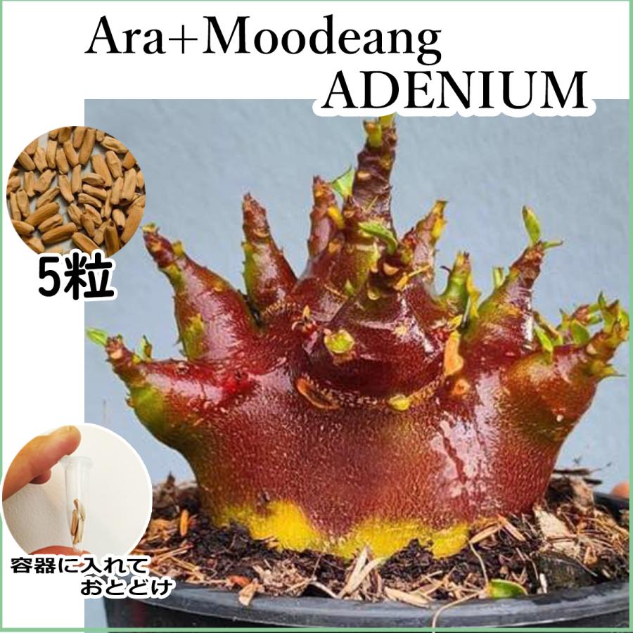 アデニウム ドワーフ 種子 5粒 Ara+Moodeang ブラックスキン 塊根植物 アラビカム オベスム アラビクム オベサム ...