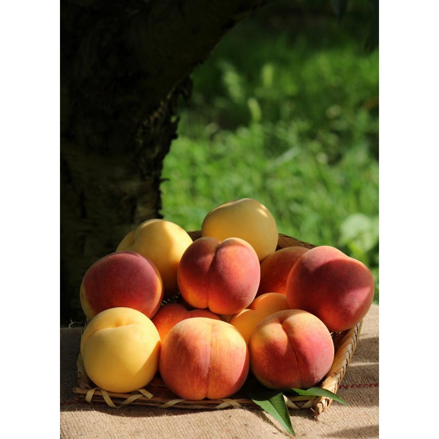 山形県産 ゴールデンピーチ（無袋栽培） 約3kg 8〜12玉 : Freshfruits アルベシタ - 通販 - Yahoo!ショッピング