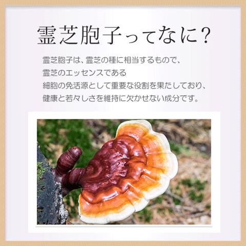 Alphay 高含有 ベータ1,3 1,6 Dグルカン 破壁霊芝胞子粉 120粒30日分 国際博覧会金賞品！霊芝 靈芝 レイシ βグルカン グルカン SOD サプリ : 健康サプリ - 通販 ...