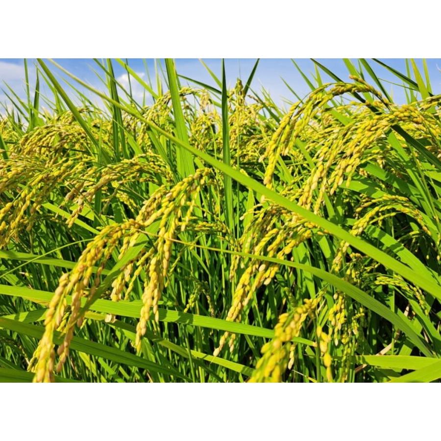 茨城県産 新米 コシヒカリ5キロ 精米 : 天星 - 通販 - Yahoo!ショッピング