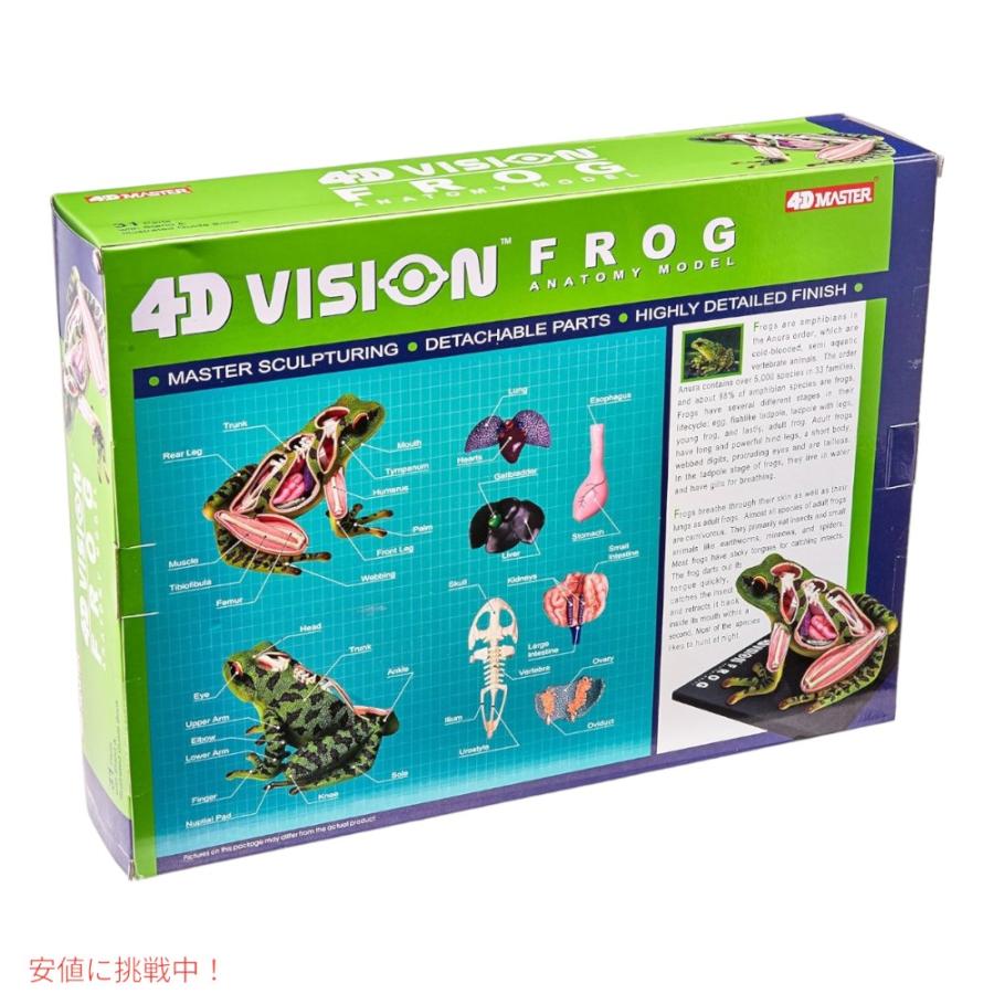4Dビジョン カエル解剖模型 4D Vision Frog Anatomy Model : jo0000930akc : American Kitchen - 通販 - Yahoo!ショッピング