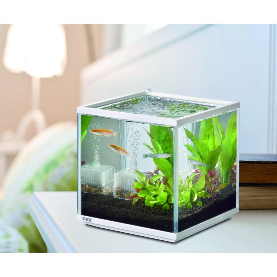 GEX 金魚元気 キューブセット 水槽サイズ:約W20×D20×H20cm 水容量:約6L 水槽ホワイトフレーム幅20cm : amuzabutiko - 通販 - Yahoo!ショッピング