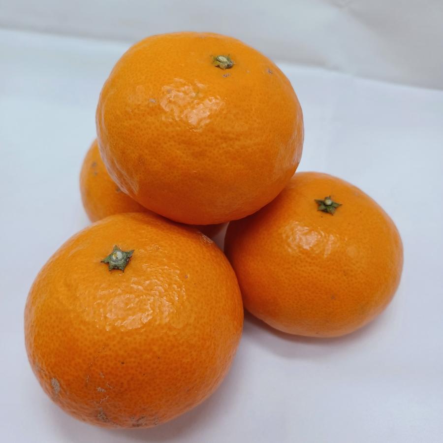 和歌山産 ”カラマンダリン” 2L 3L 大きさお任せ 約4kg カラオレンジ なつみ 柑橘 贈呈 フルーツ みかん ミカン 蜜柑 春みかん カラマンダリン : 株式会社伊達商店 - 通販 ...
