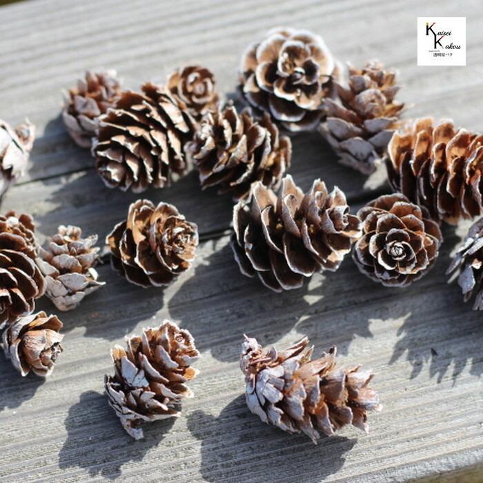 プリザーブドフラワー ミニツガ 「ウォッシュホワイト」 25g 花材 アレンジ ドライフラワー 木の実 大地農園 材料 装飾 飾り付け : カイセイ加工有限会社透明屋パク - 通販 ...