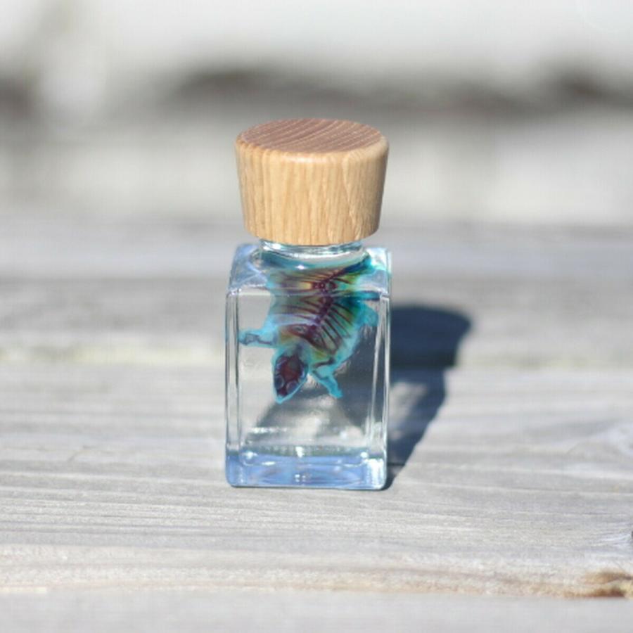 「透明標本 スッポン」skelton スケルトン クリア 透明瓶 グリセリン 解剖 昆虫 ネックレス 理科 標本 研究 骨格 骨 インテリア 雑貨 :th-suppon-sse50 ...