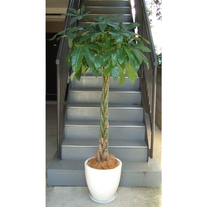 観葉植物 大型 パキラ 10号 2L 鉢皿付き陶器鉢W15 : アンジェリックFS - 通販 - Yahoo!ショッピング