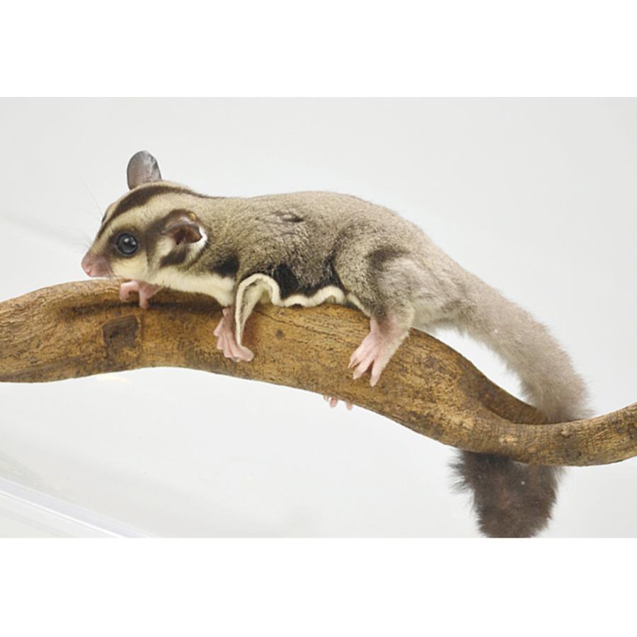 三晃商会 スパイラルパーチ L60 : Animaux mignons - 通販 - Yahoo!ショッピング