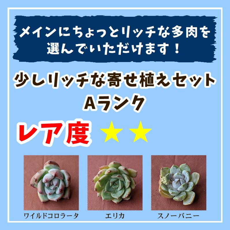 多肉植物 寄せ植えセット 少しリッチな寄せ植えセットA 寄せ植え 多肉植物 寄せ植えセット 少しリッチな寄せ植えセットA 寄せ植え